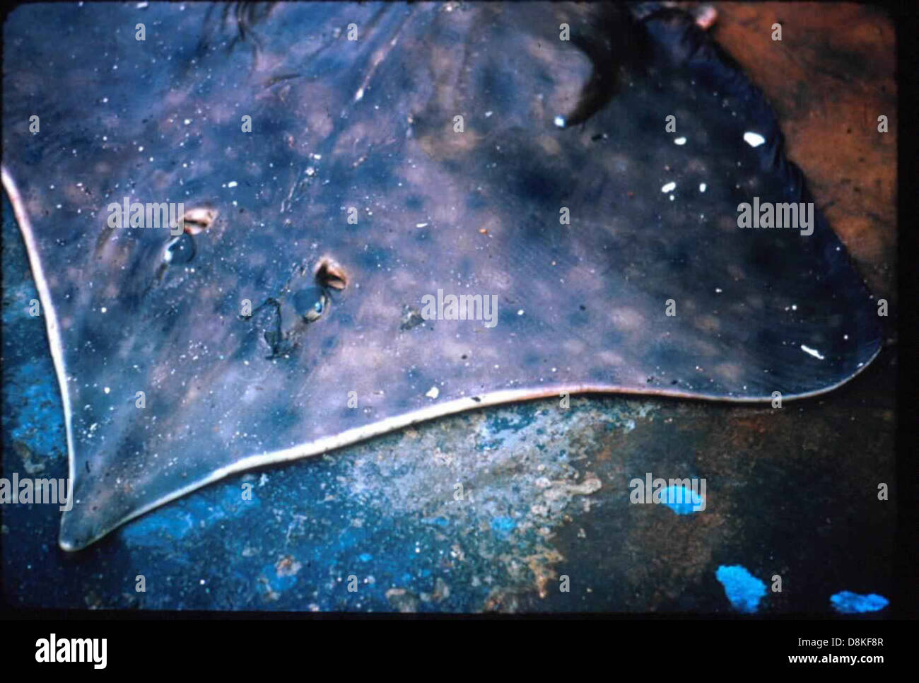 Marine ray finned fish hi-res stock photography and images - Alamy