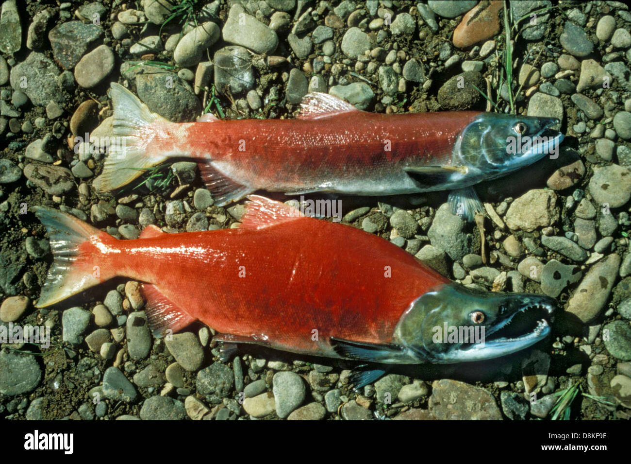 A pair of male and female red salmon (Oncorhynchus nerka) swimming in ...