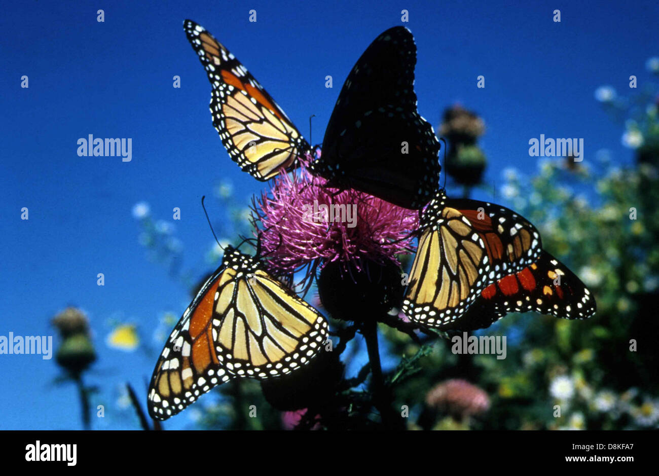 Monarch butterflies insects Stock Photo - Alamy