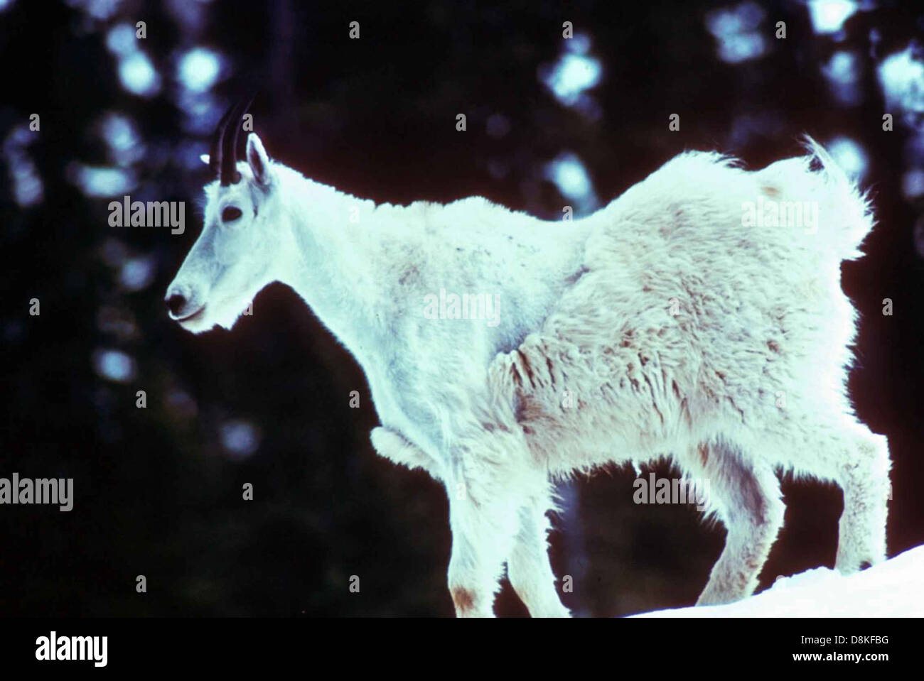 A young mountain goat is seen in a rugged mountainous landscape ...