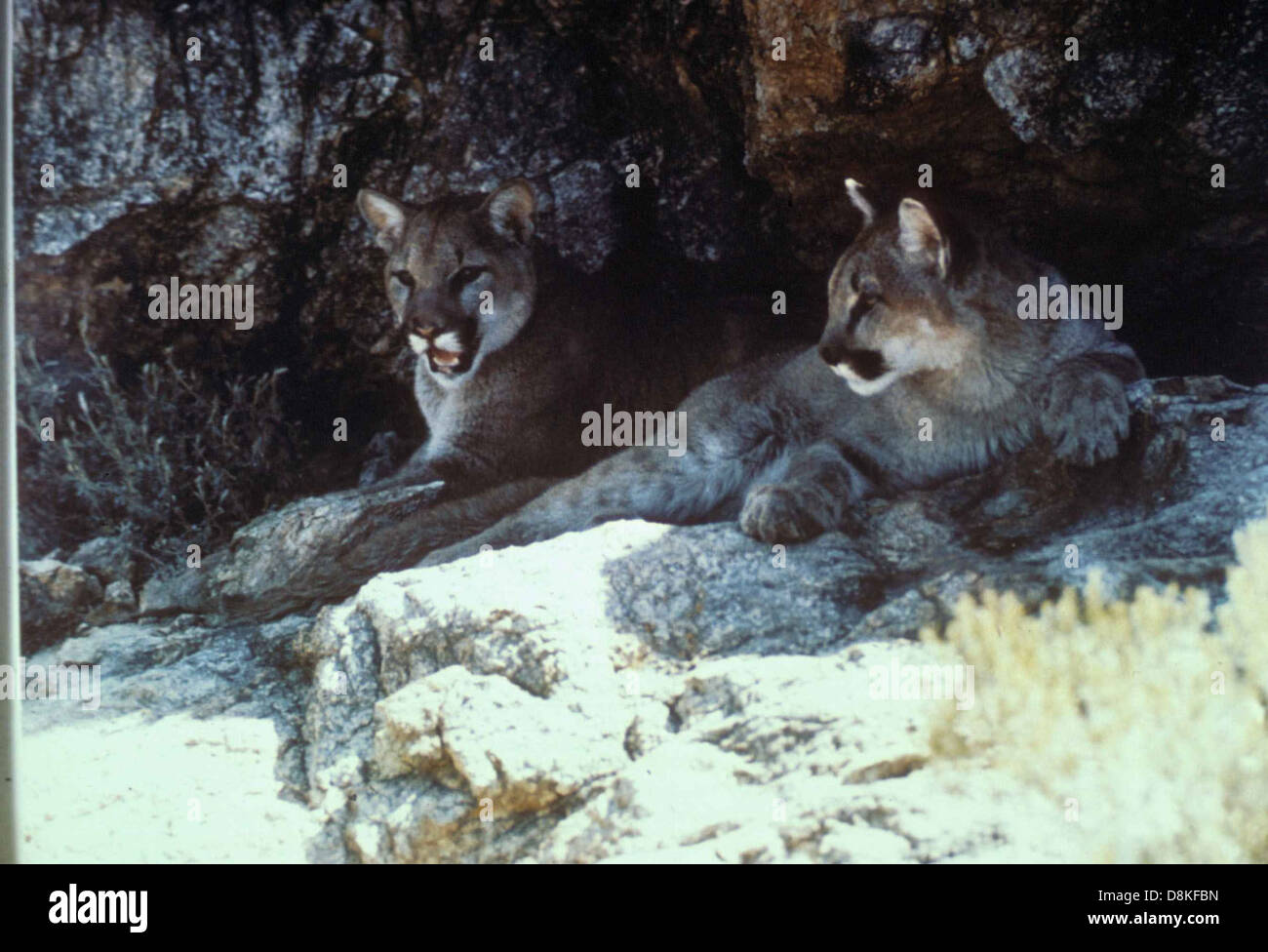 Puma hunting deer hi-res stock photography and images - Alamy