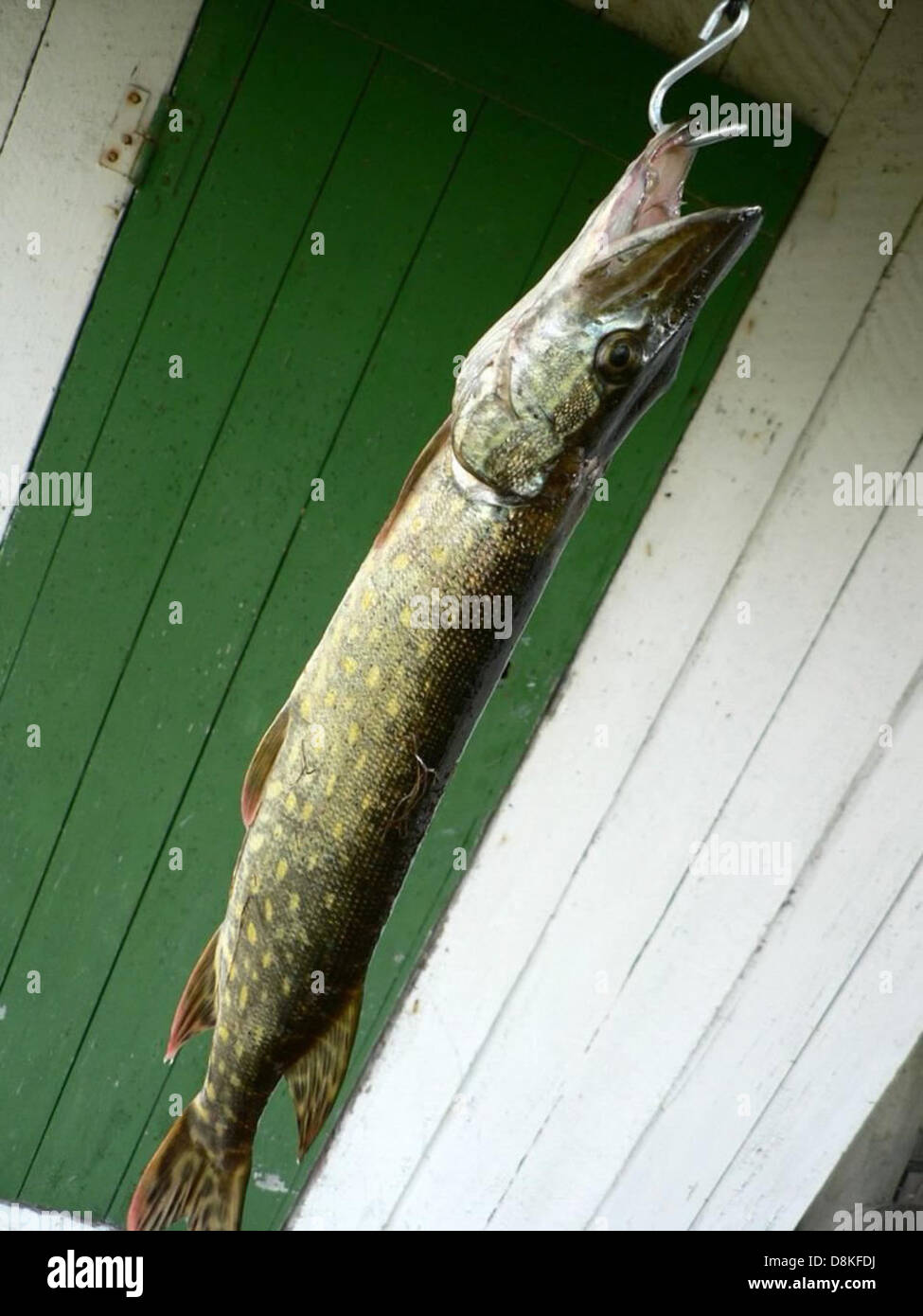 A northern pike swimming in a freshwater lake. Known for their long ...
