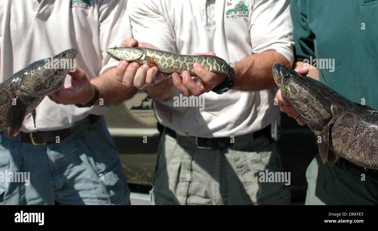 A close-up of the Northern snakehead fish (Channa argus), known for its ...