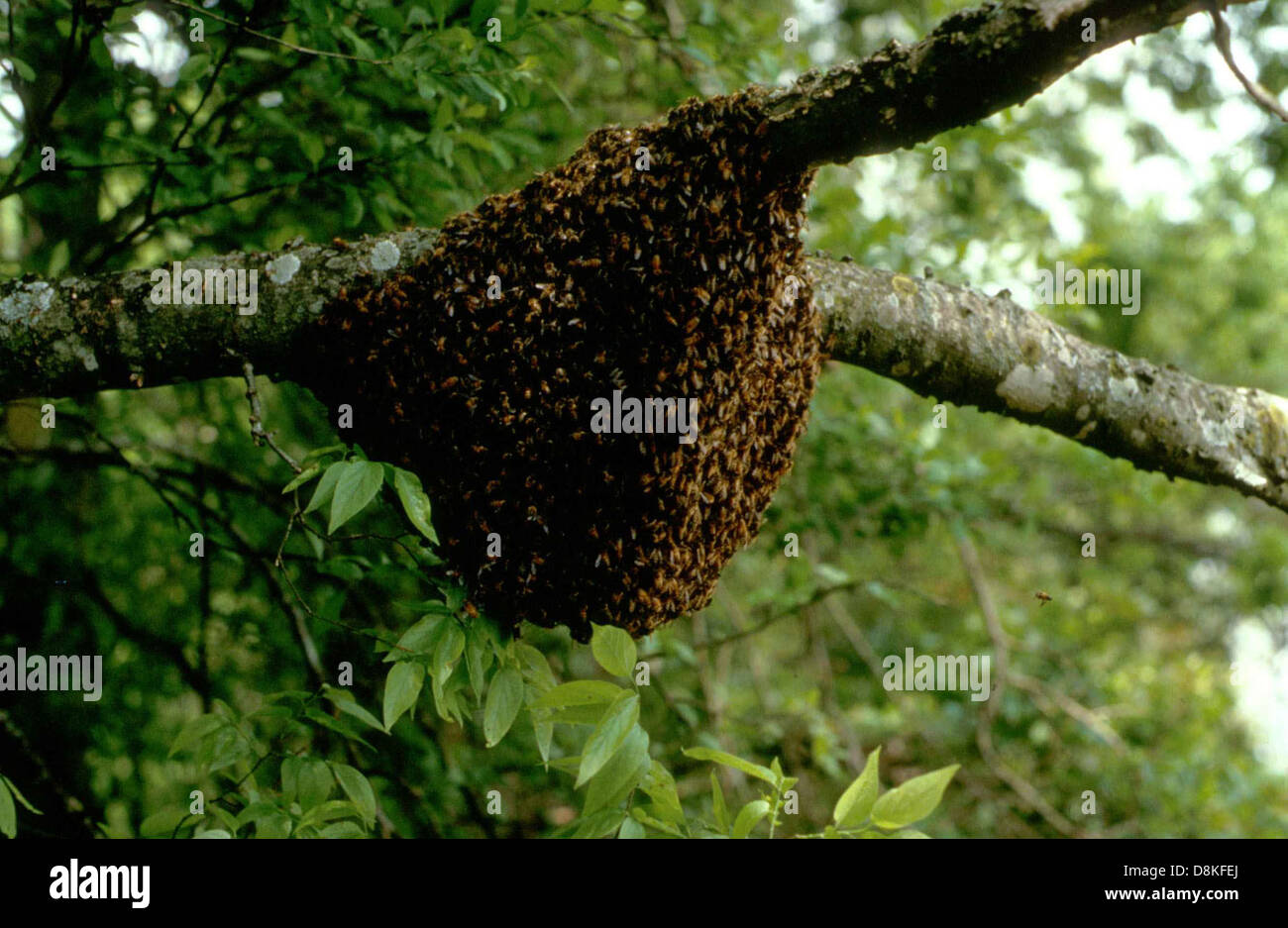This image shows the nuclei of a honey bee nest, visible on a branch ...