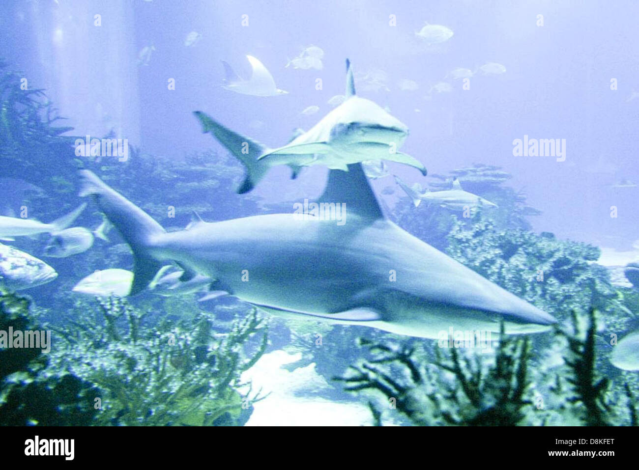 Ocean shark fish Stock Photo - Alamy