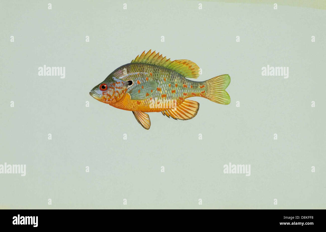 An orange-spotted sunfish (Lepomis humilis) swims in clear water ...