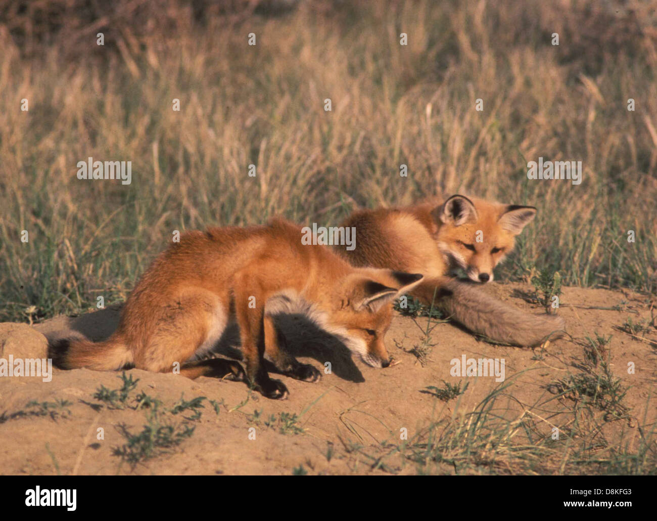 Pair of red fox pups take a rest side by side Stock Photo - Alamy