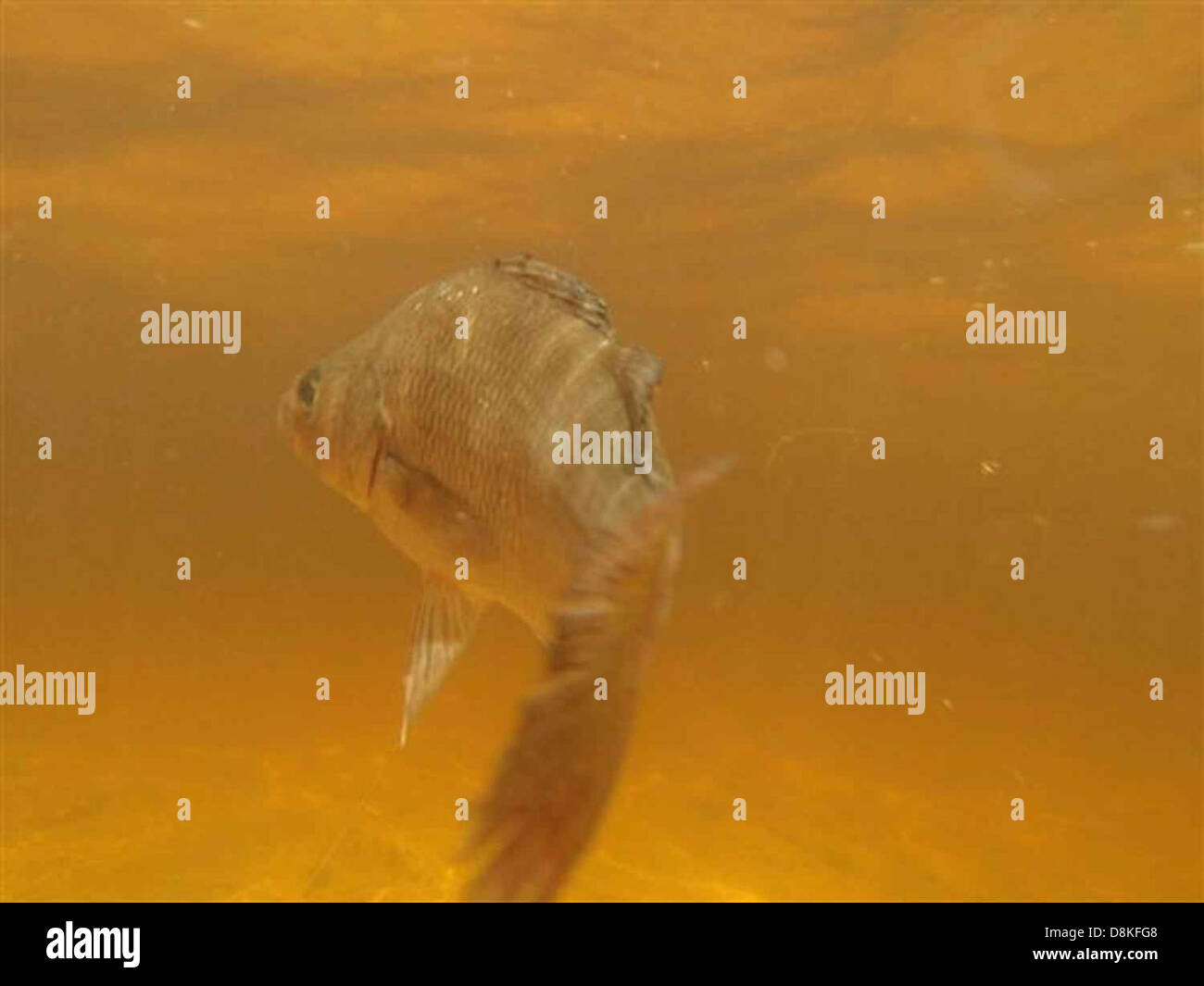 Perch fish underwater perca fluviatilis Stock Photo - Alamy