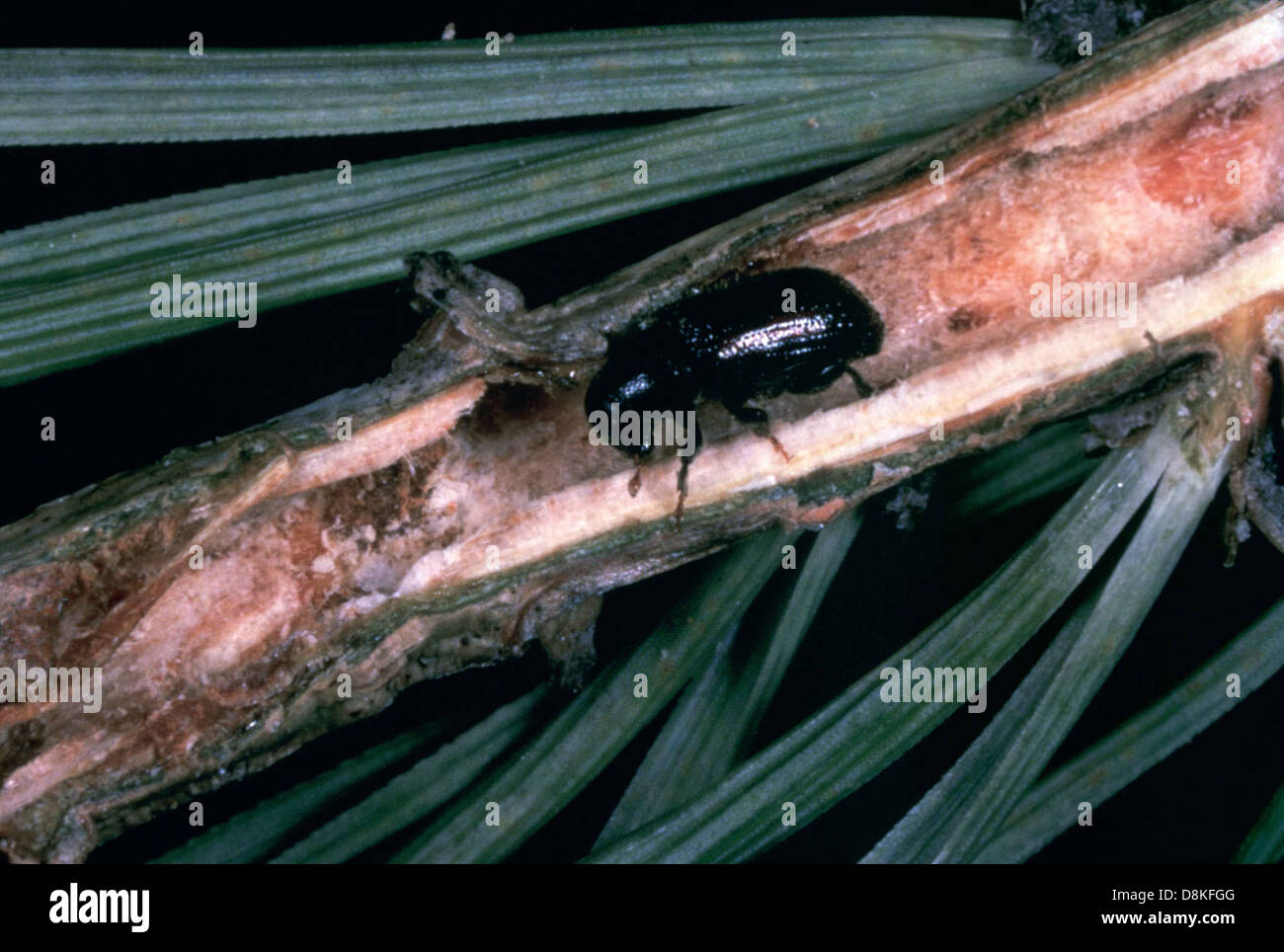 Pine shoot beetle bug insect tomicus piniperda Stock Photo - Alamy