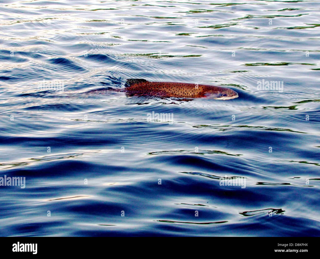 A rainbow trout fish breaking the water surface, showcasing the ...