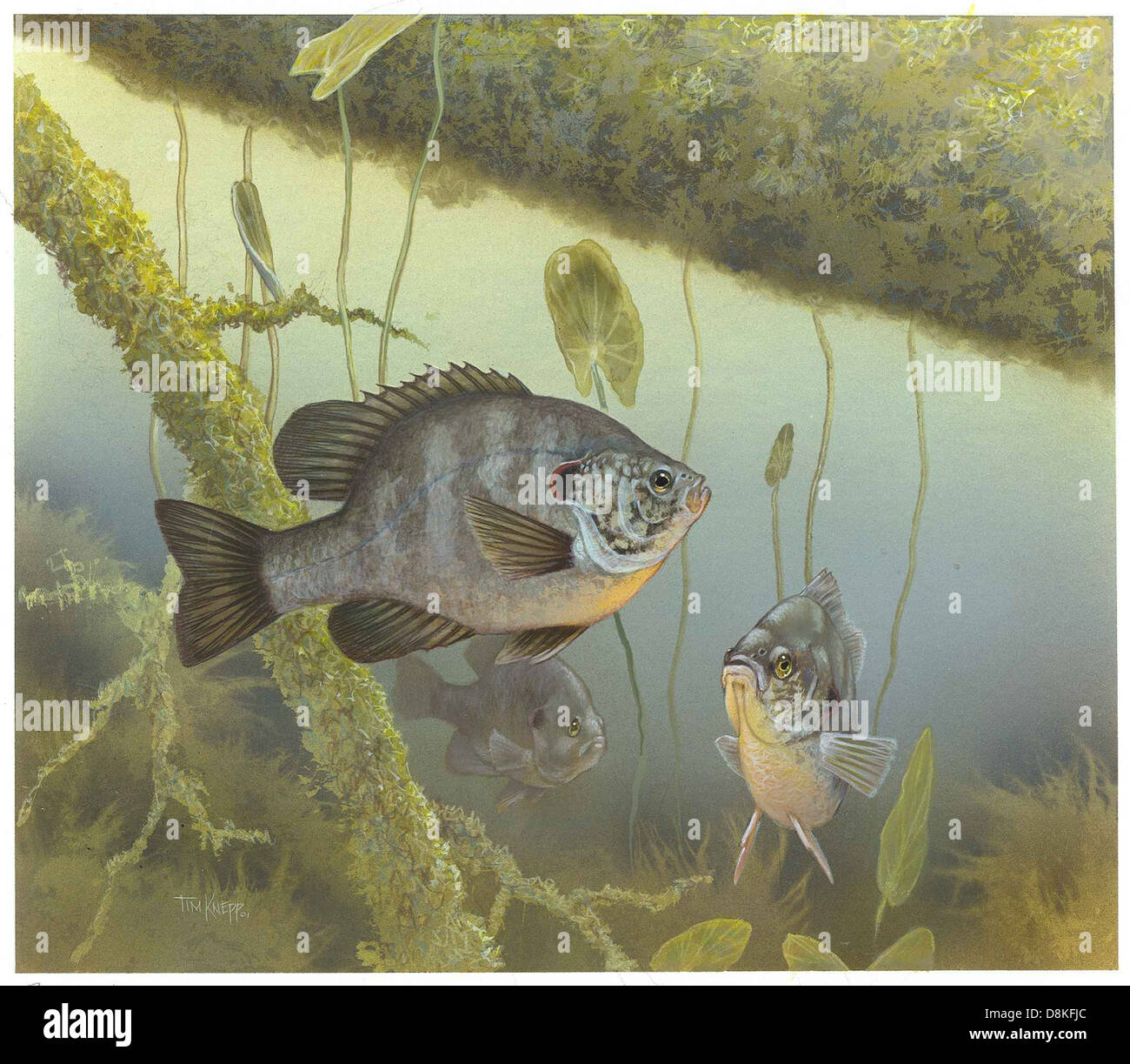 Redear sunfish hi-res stock photography and images - Alamy