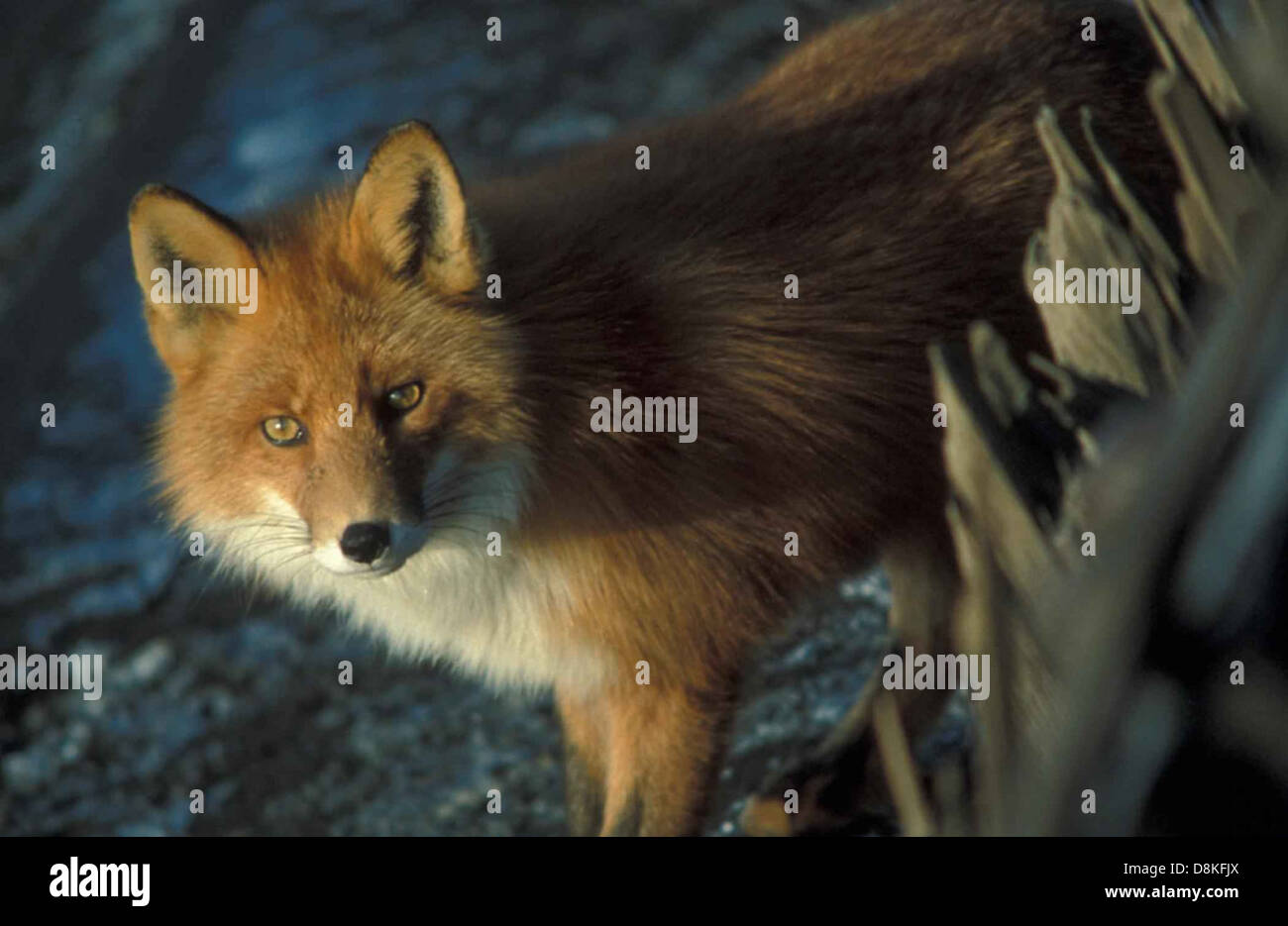 A close-up of a red fox, showcasing its distinctive reddish-orange fur ...