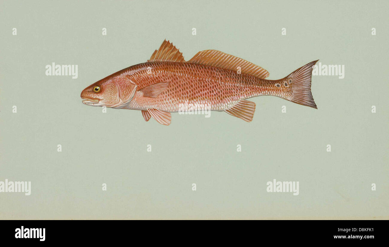 Sciaenops High Resolution Stock Photography and Images - Alamy