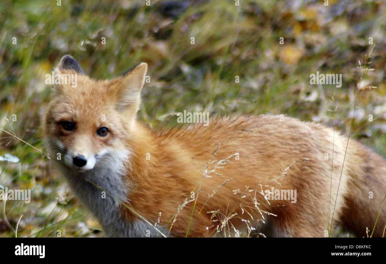 A male red fox standing alert in its natural habitat, displaying its ...