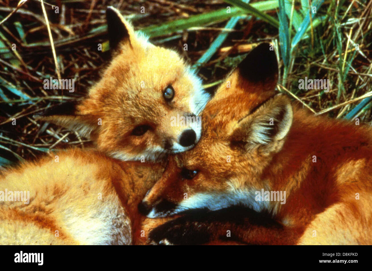 A group of red fox kits playing together in the wild, showcasing their ...