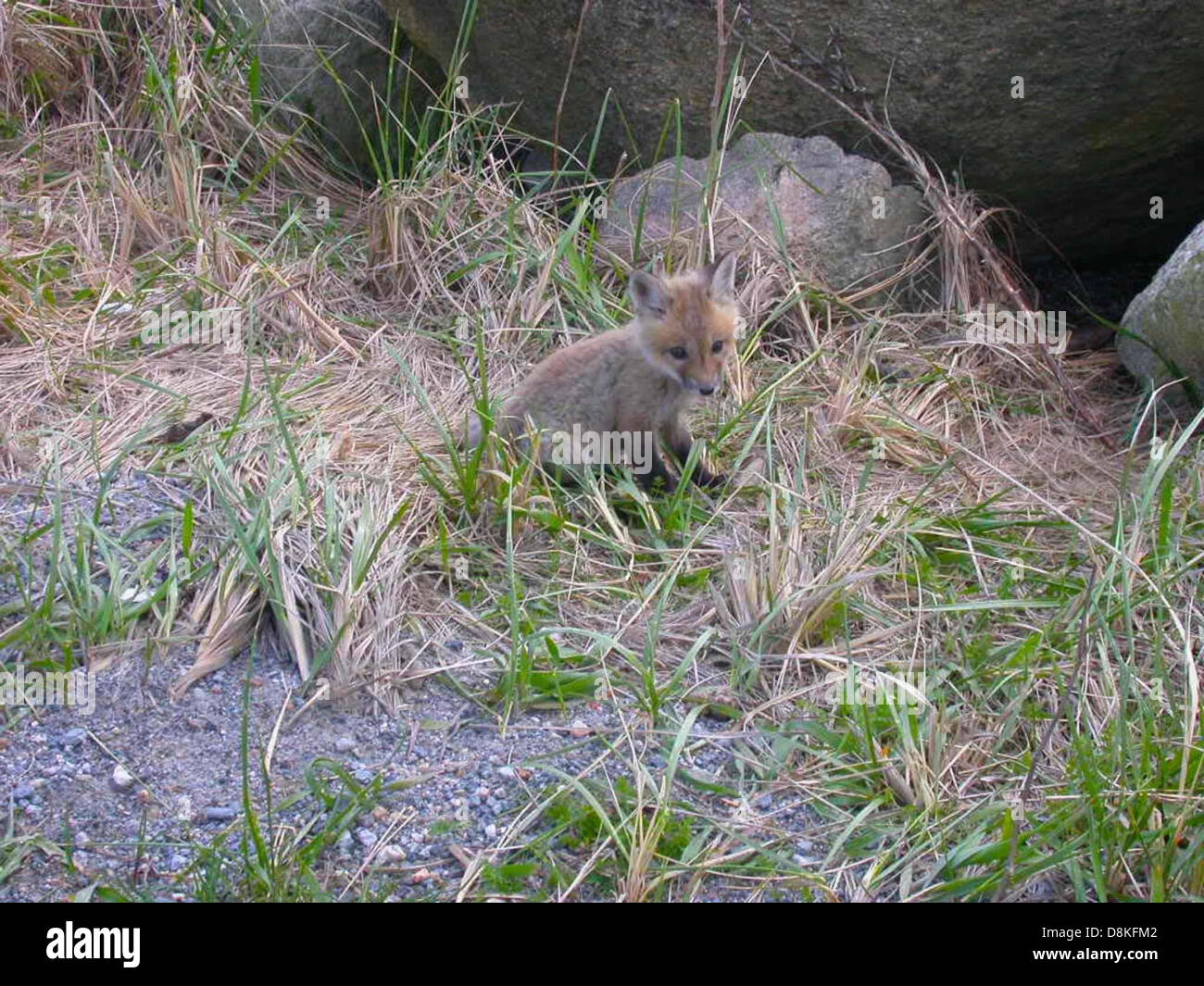 Red fox vulpes captured hi-res stock photography and images - Alamy