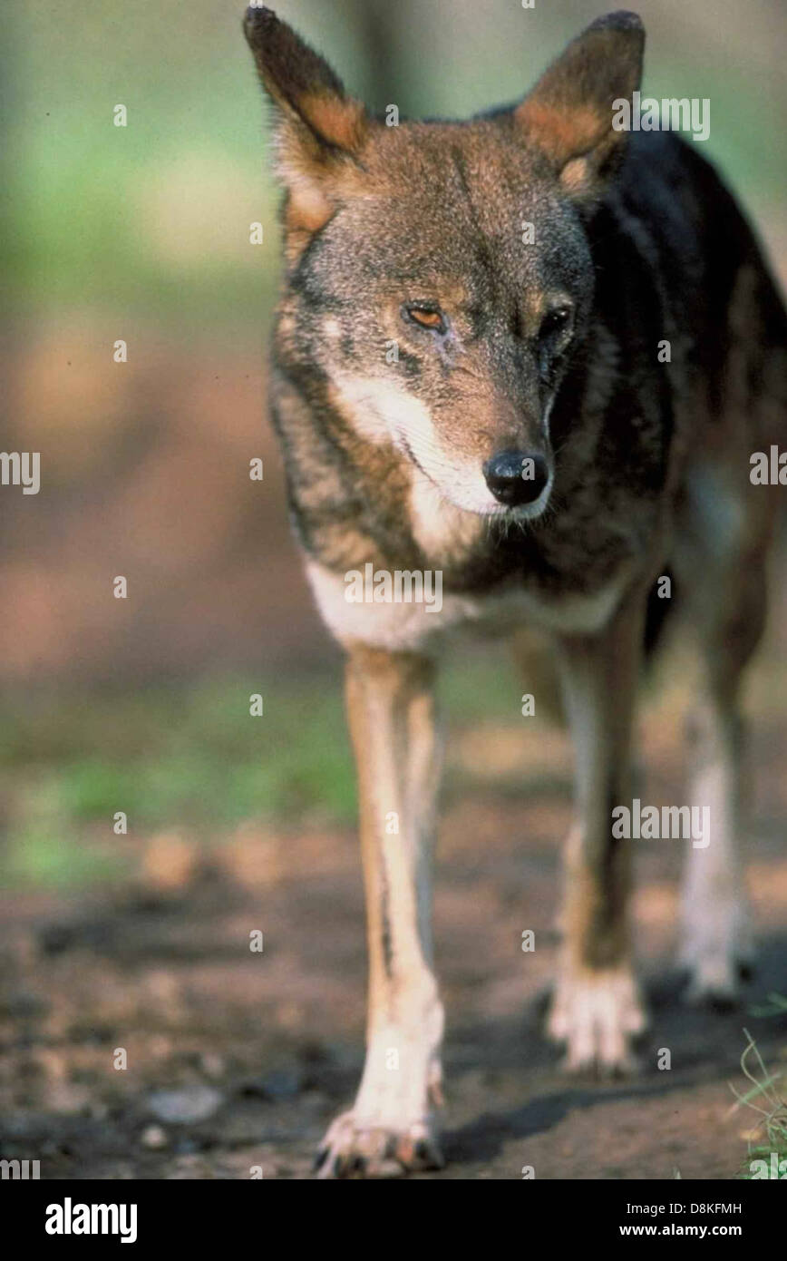 A male red wolf shown from the front, showcasing its distinct reddish ...