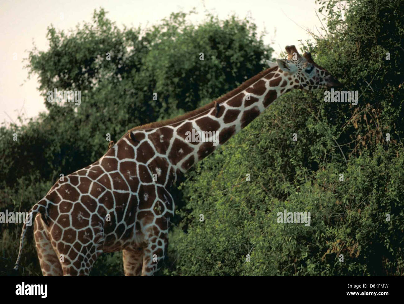Reticulated giraffe in Kenya national park Stock Photo - Alamy