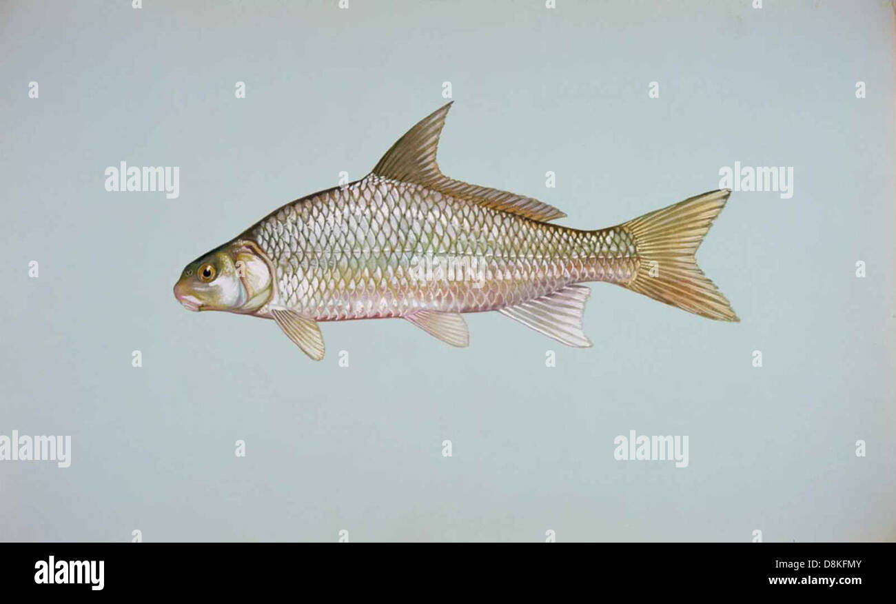 Carpoides hi-res stock photography and images - Alamy