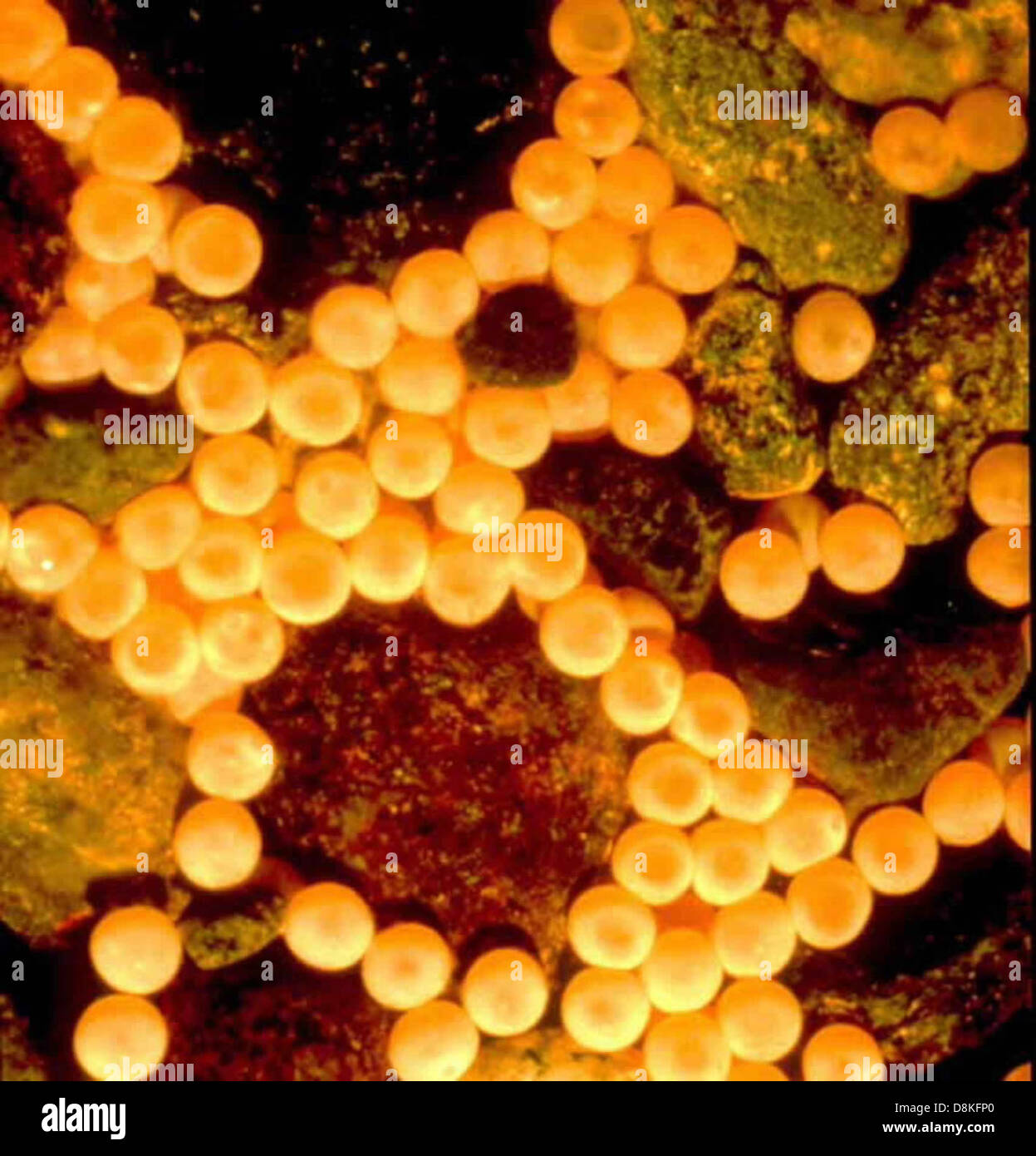 Young salmon fry swim in freshwater, emerging from eggs and navigating ...