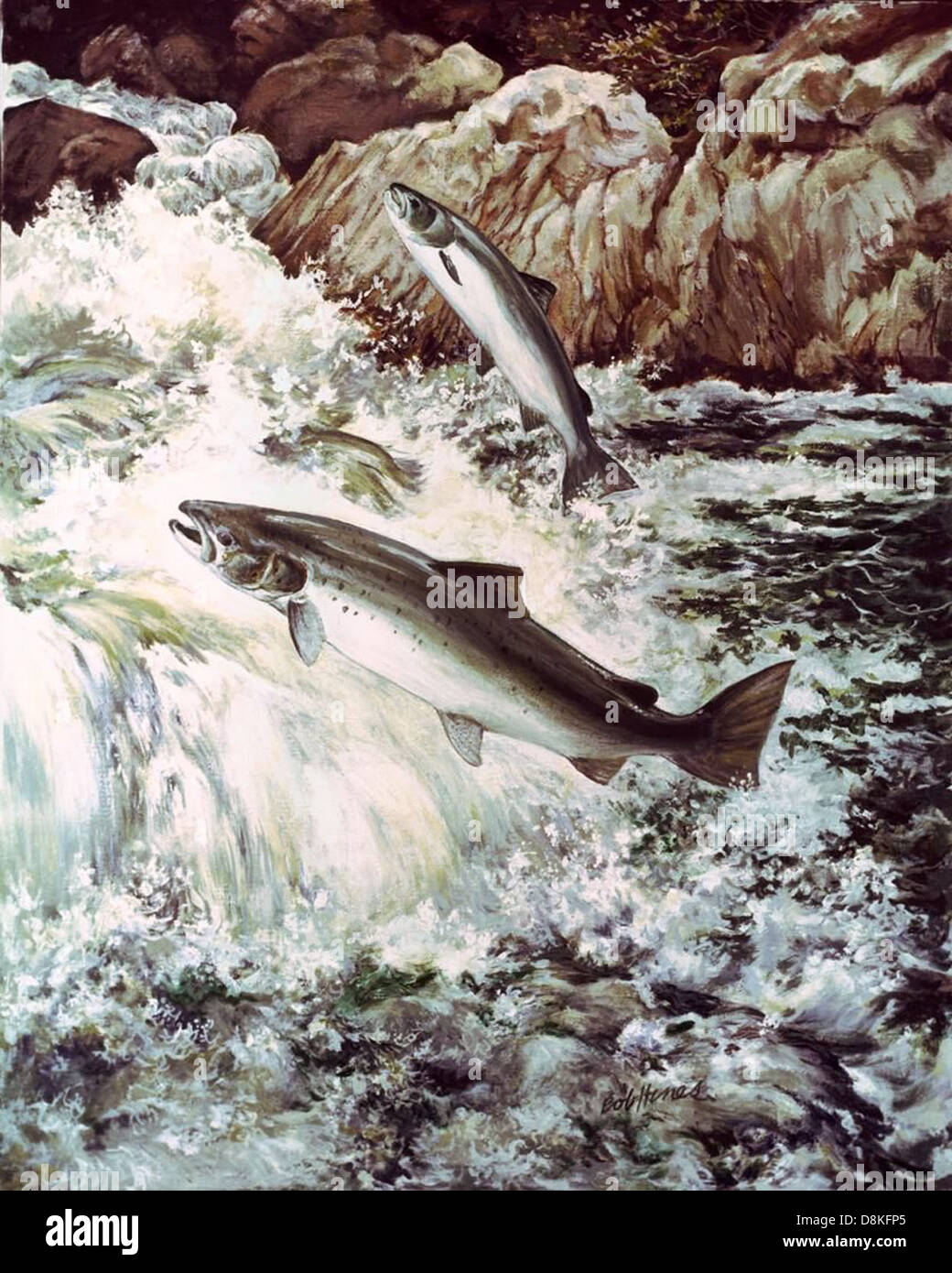 Salmon fish swim upstream in a river to return to their breeding ...