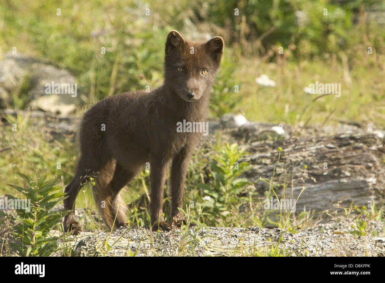This image features an Arctic fox (Alopex lagopus), a species known for ...