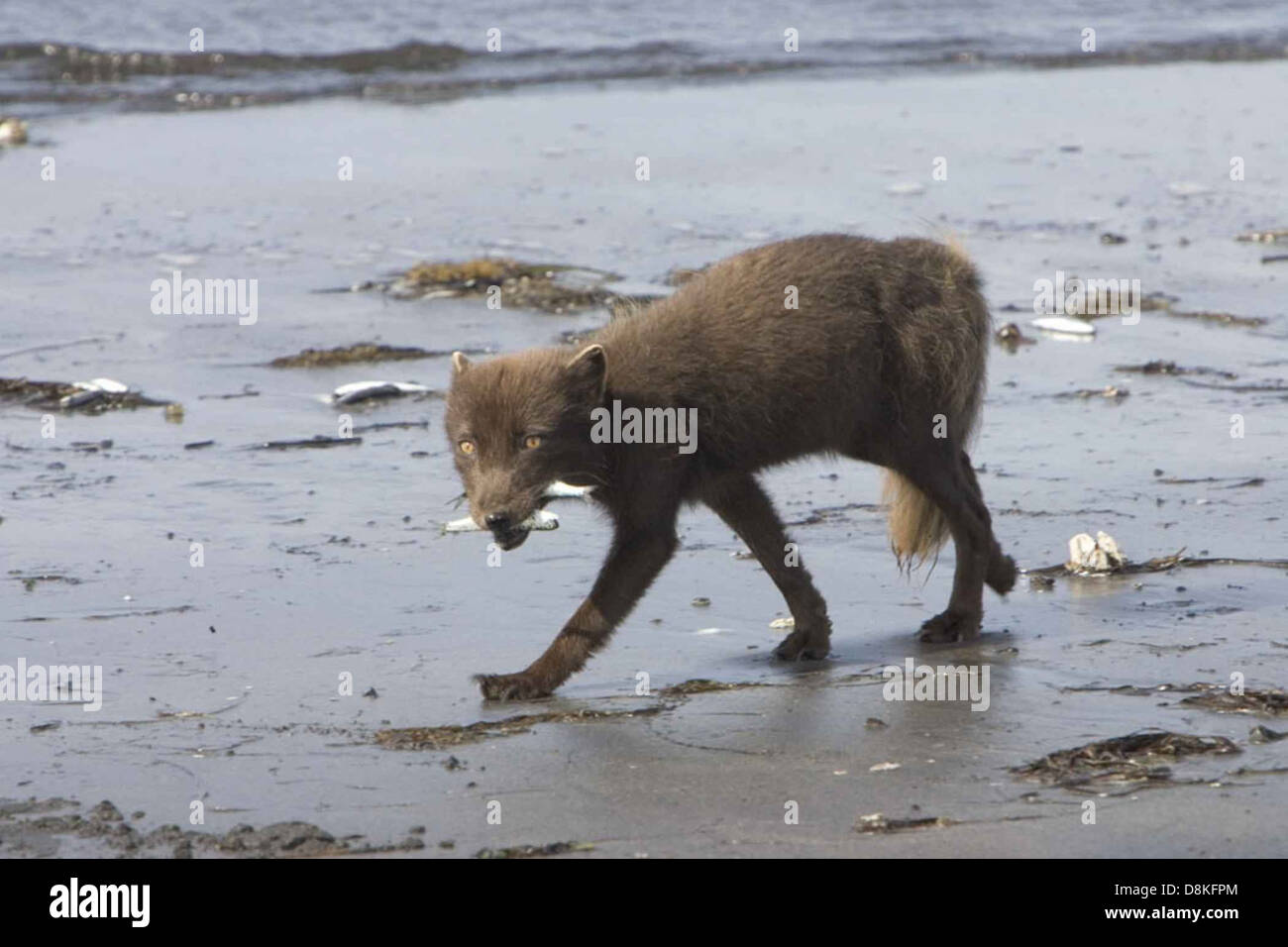 An Arctic fox near the Sanak South Fox Camp, a rugged and remote ...