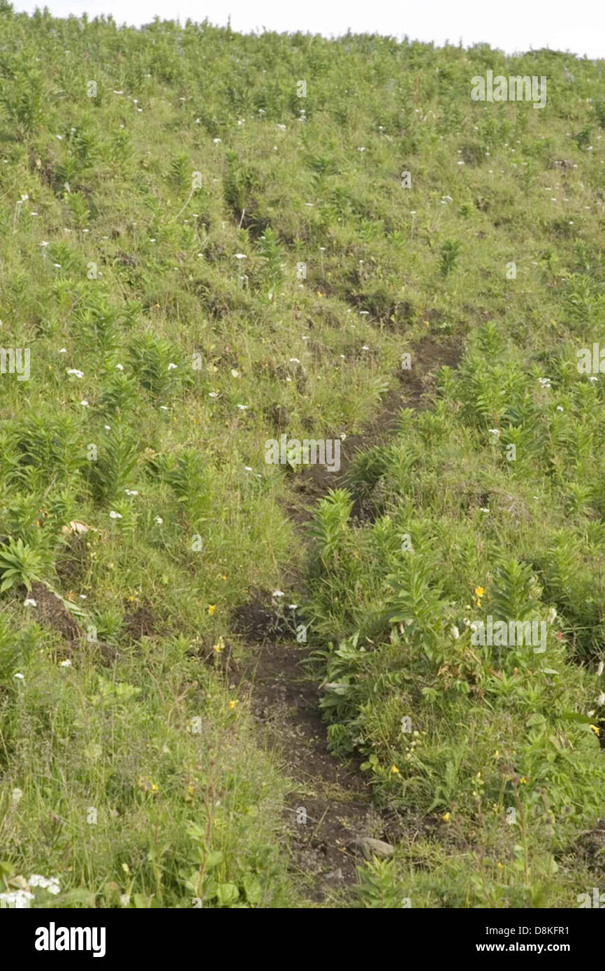 Fox trails on the grassy landscape of Sanak South, showing the tracks ...