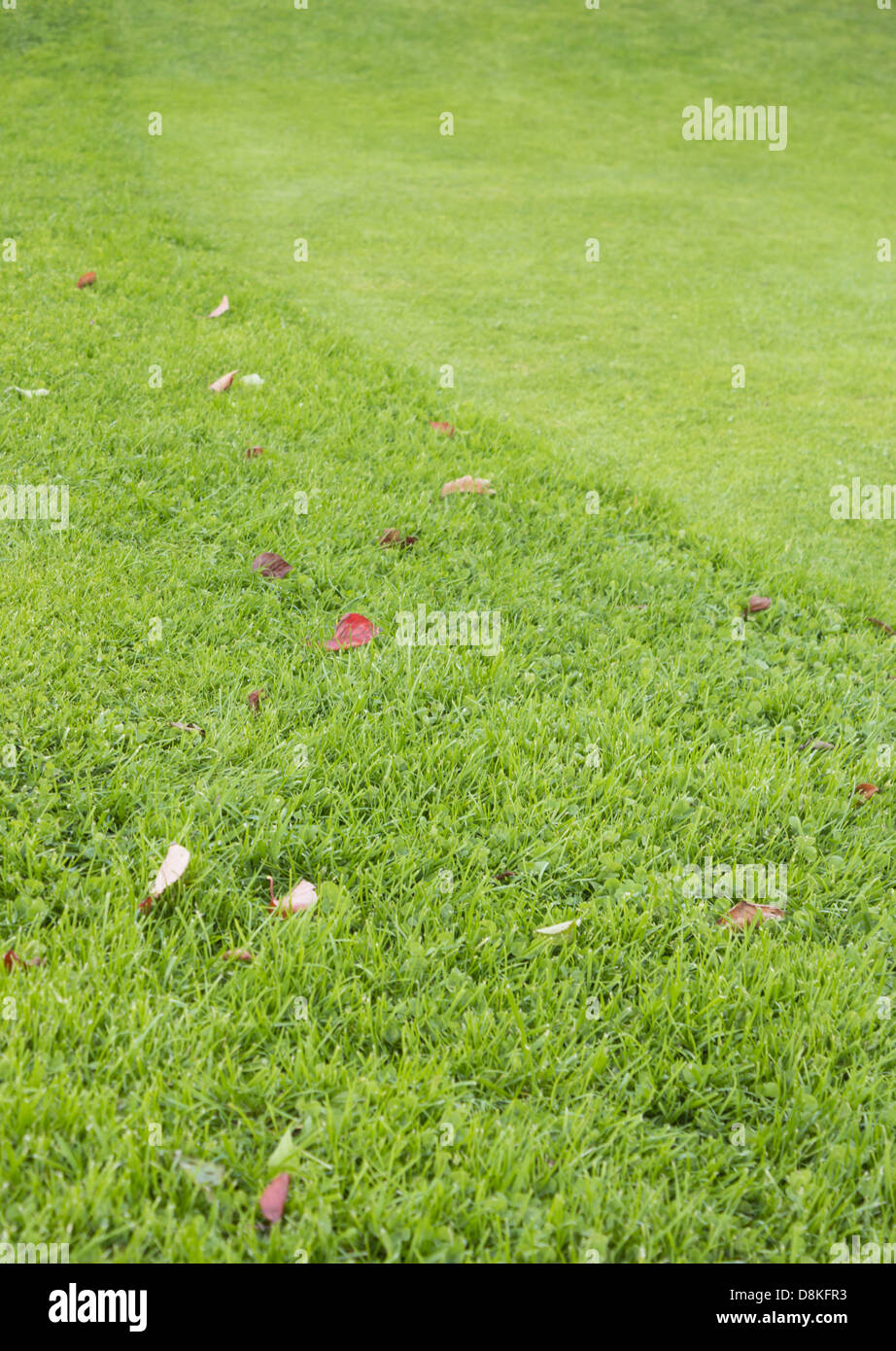 Fallen leaves in a park golf course Stock Photo - Alamy