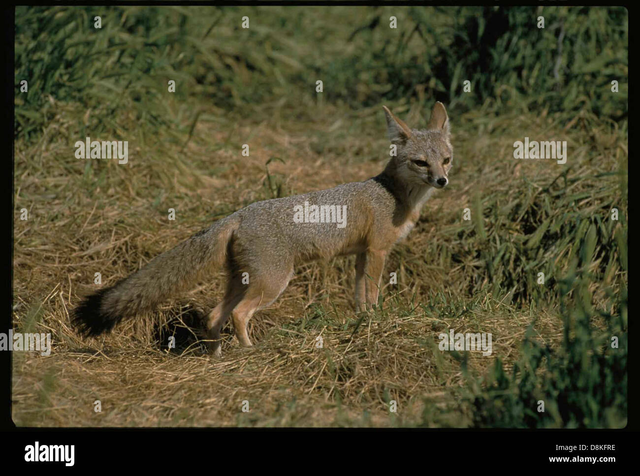 San joaquin kit fox hi-res stock photography and images - Alamy