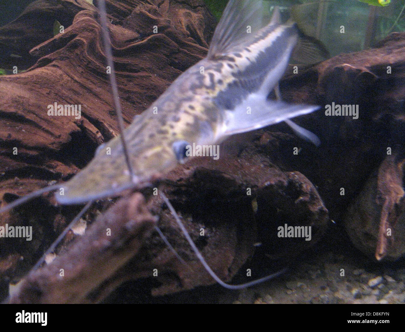 A close-up image of a sheatfish, commonly known for its elongated body ...