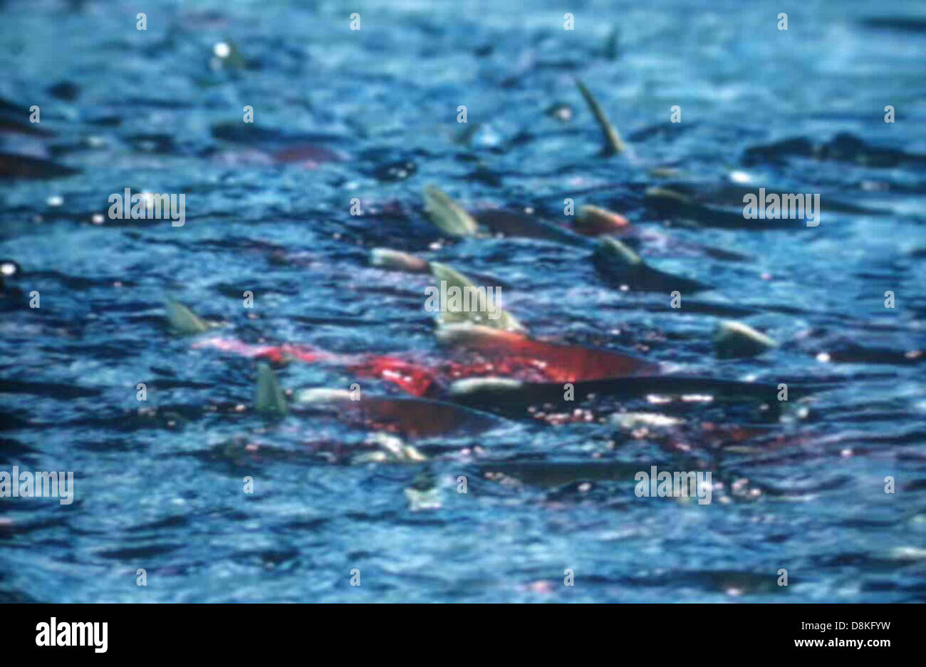 Shoal of fish in the shallows Stock Photo - Alamy