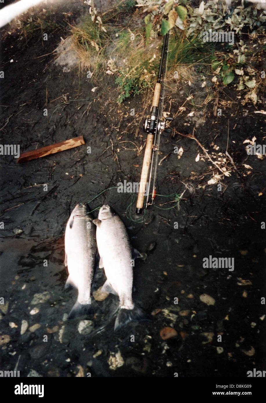 A freshly caught silver salmon, also known as coho salmon, displaying ...