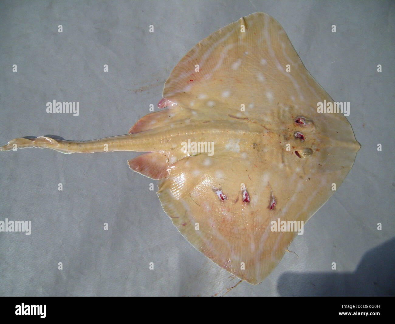 Skate ray fish Stock Photo - Alamy