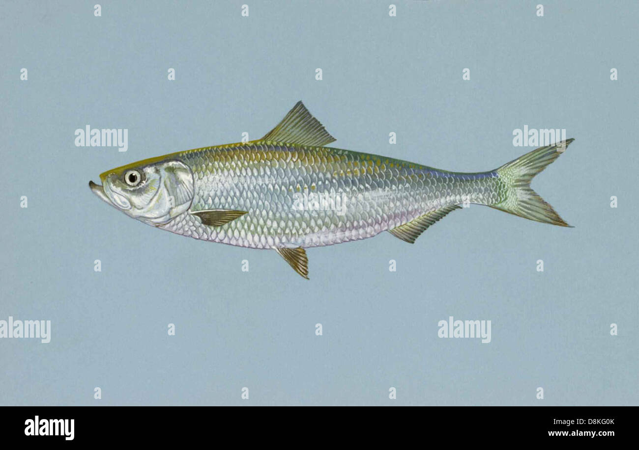 Skipjack herring (Alosa chrysochloris) is shown in its natural aquatic ...