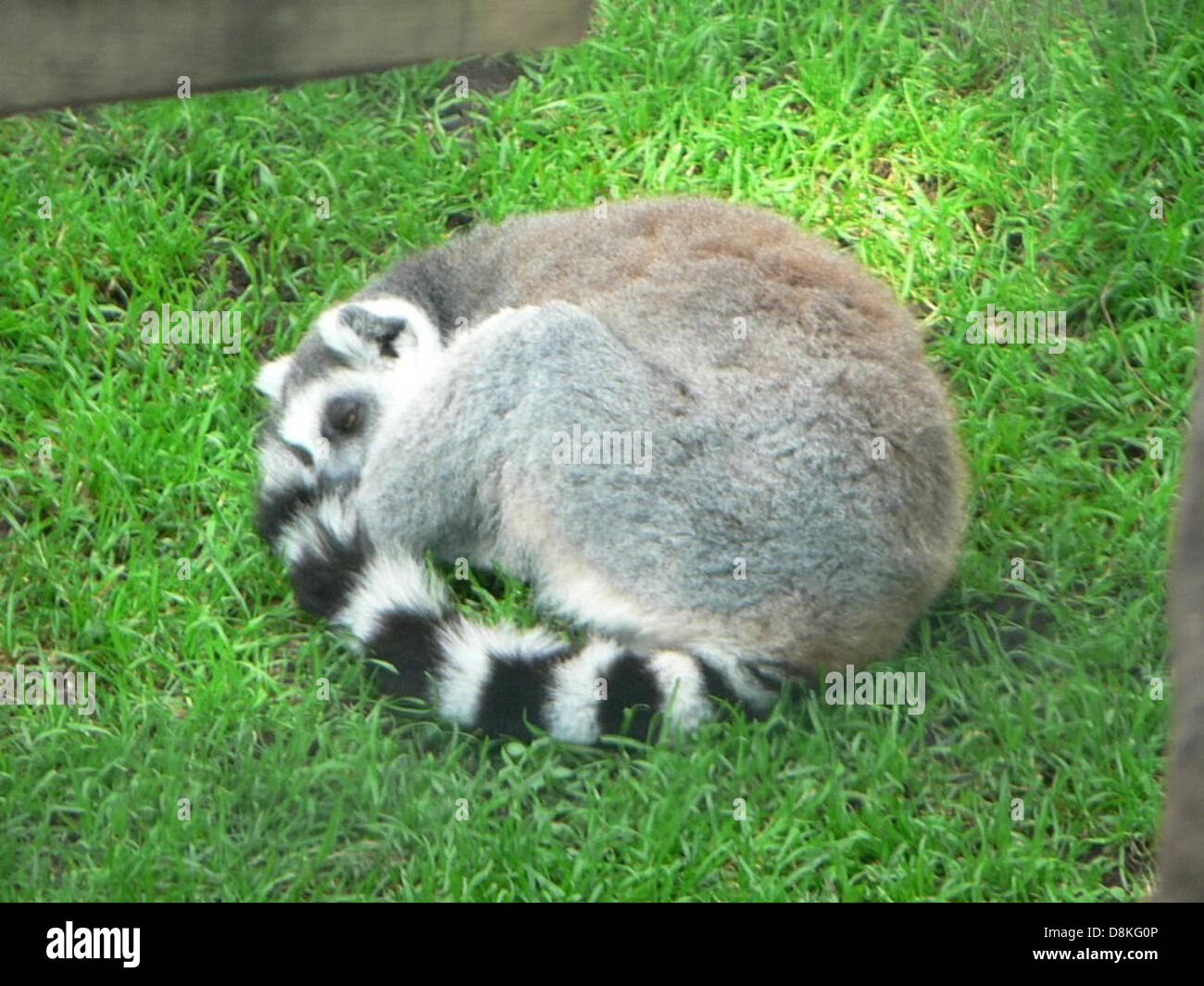 A lemur is peacefully sleeping on a patch of grass, curled up and ...