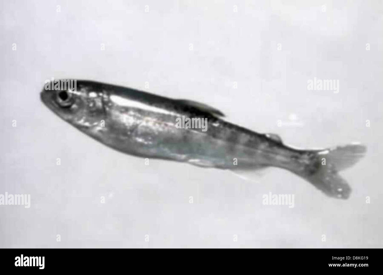 A small fish lies on a white background, showcasing its delicate ...
