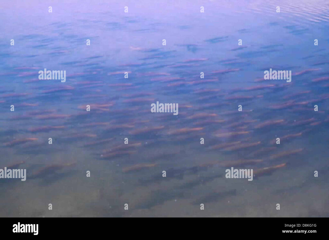 Spawning on redd hi-res stock photography and images - Alamy