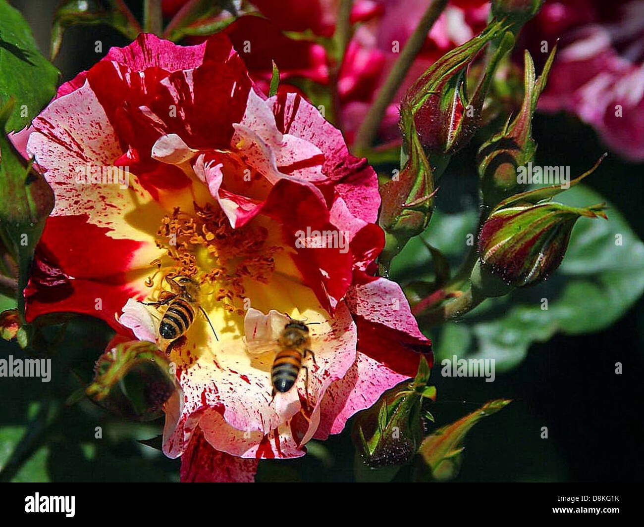 Bees are observed at a rose garden, likely pollinating the flowers ...