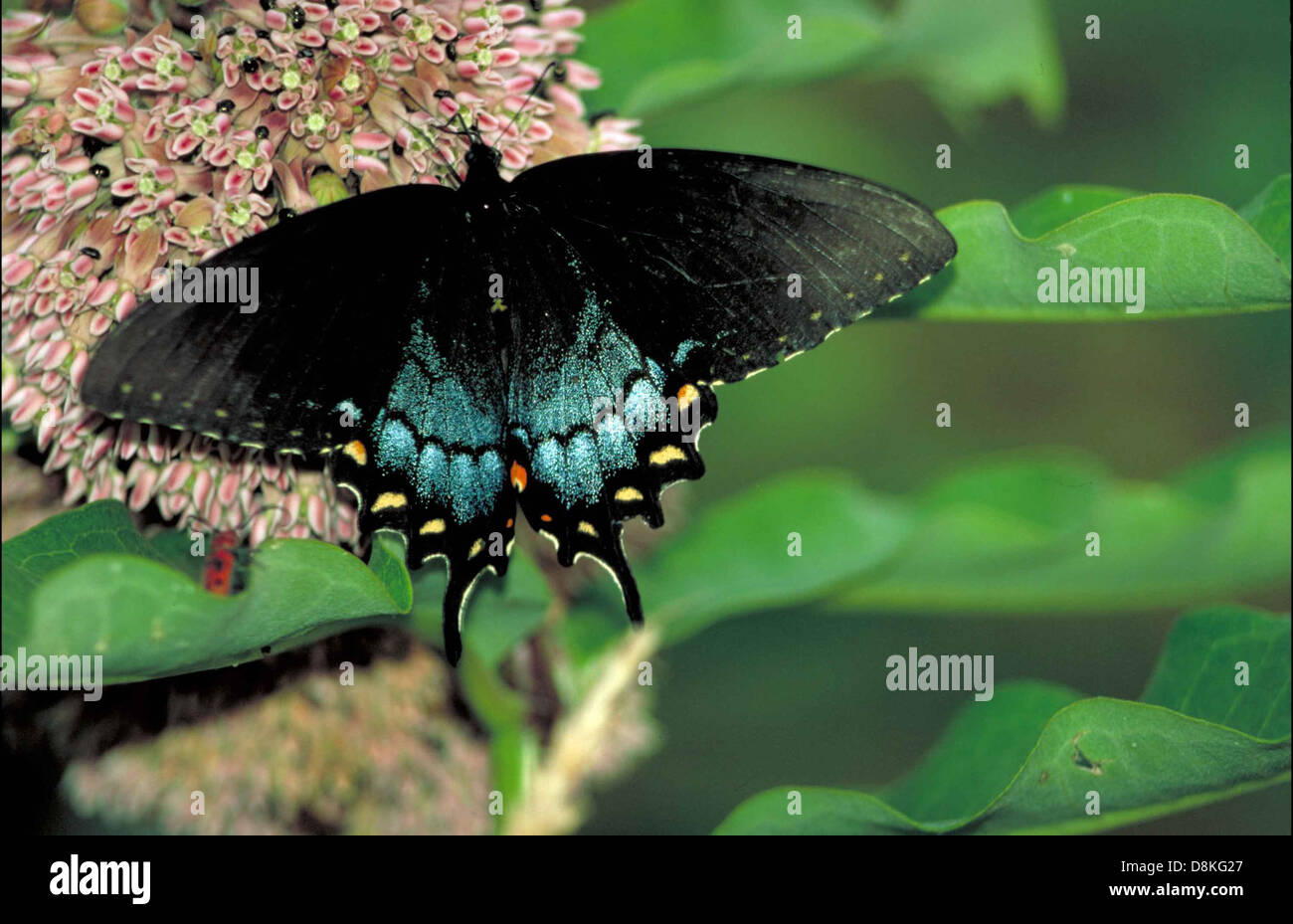The Spicebush Swallowtail butterfly (Papilio troilus) displaying its distinctive black wings ...