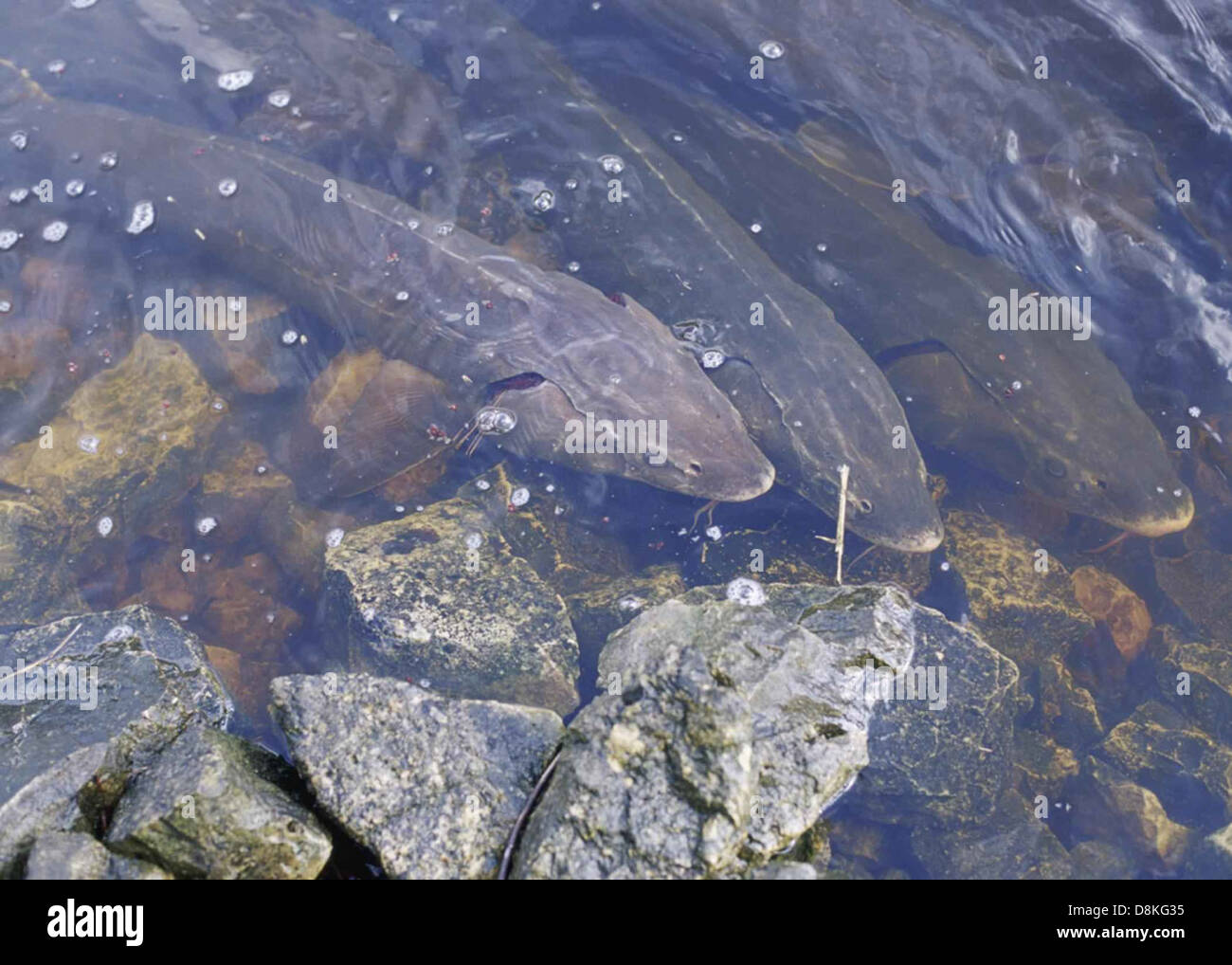 Native north america farming hi-res stock photography and images - Alamy