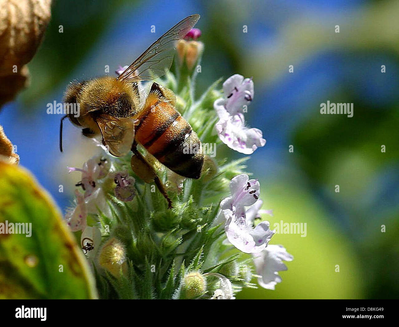 Tail of a bee Stock Photo - Alamy