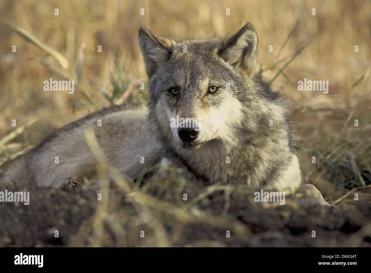 The endangered gray wolf canis lupus Stock Photo - Alamy