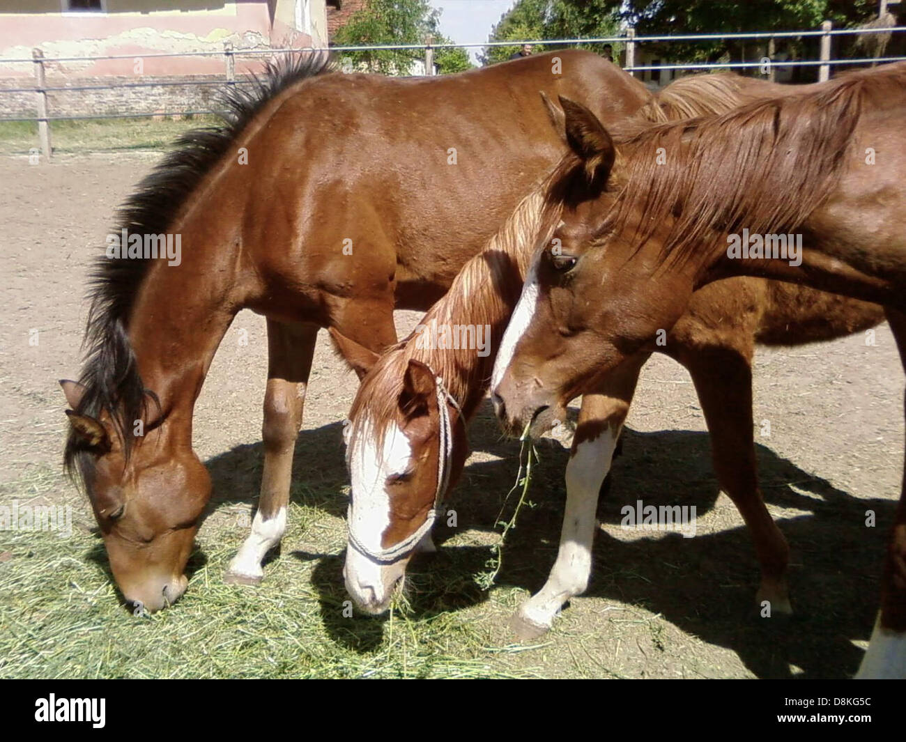 A group of three horses, standing together in a natural setting. The ...