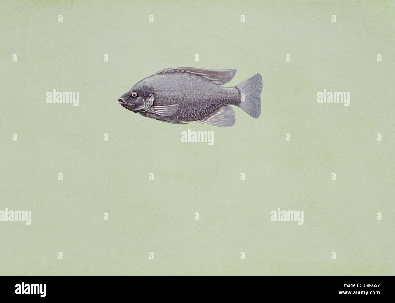A close-up image of a tilapia fish, specifically the Oreochromis ...