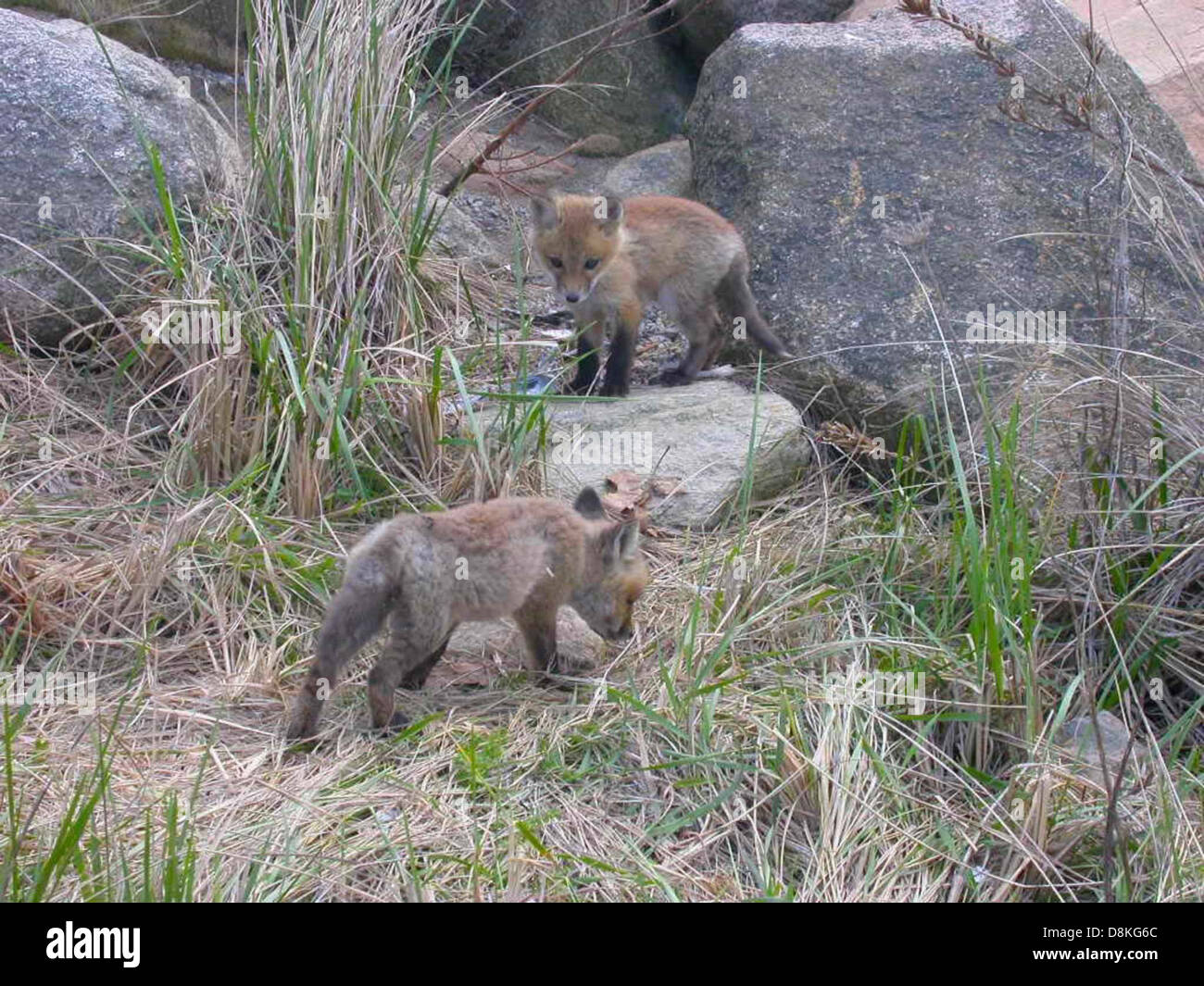 Two baby red foxes playing in a natural habitat. Known for their ...