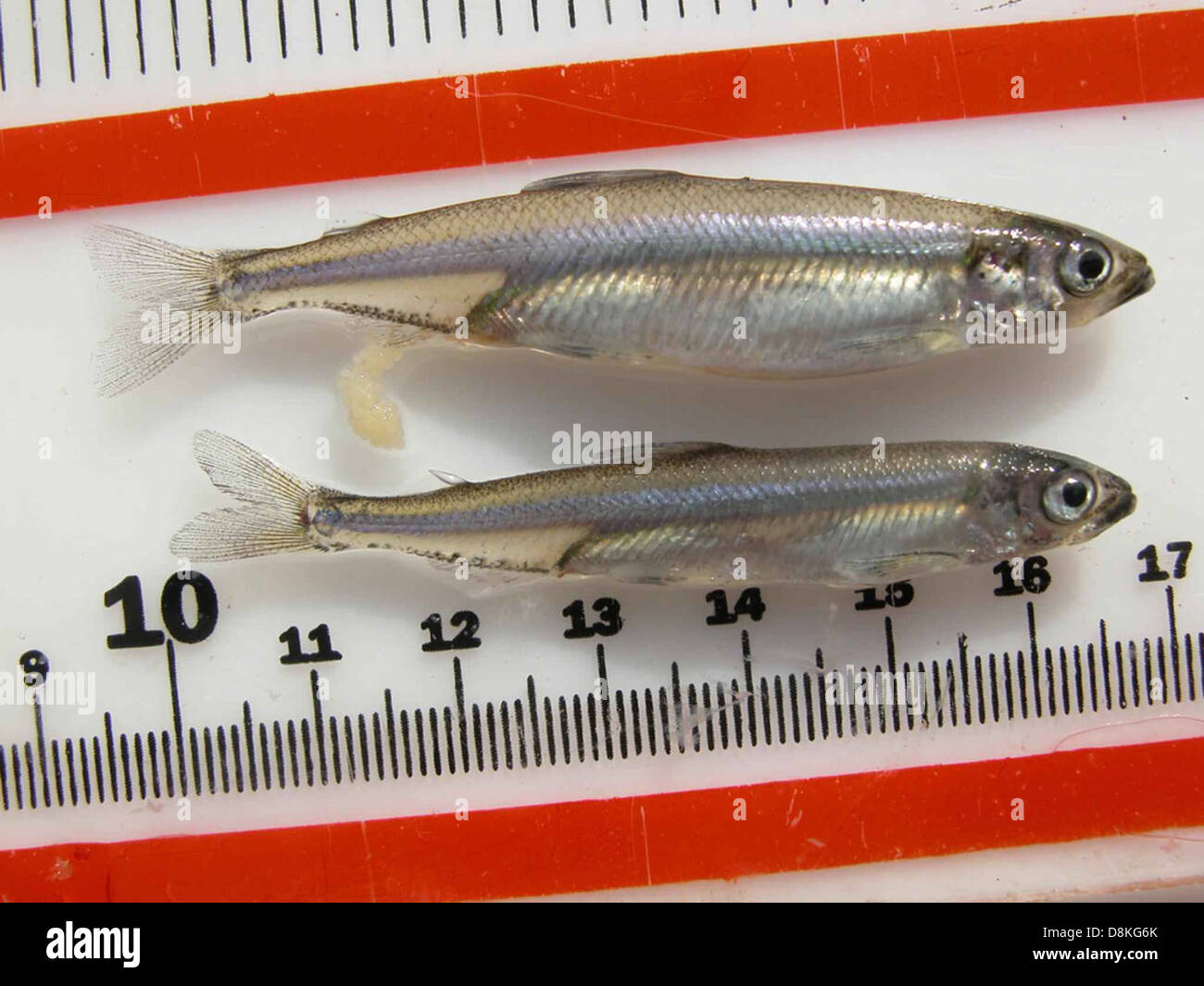 Two delta smelt fishes, side by side, shown for size comparison. These ...