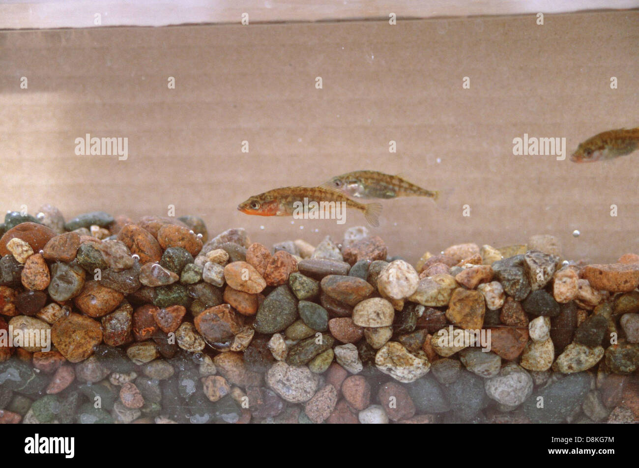 Threespine stickleback fish hi-res stock photography and images - Alamy