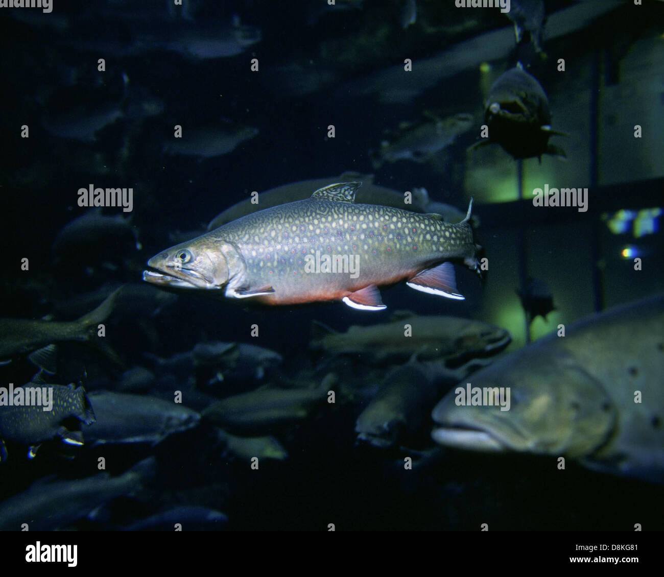 Underwater image of a brook trout fish Stock Photo - Alamy