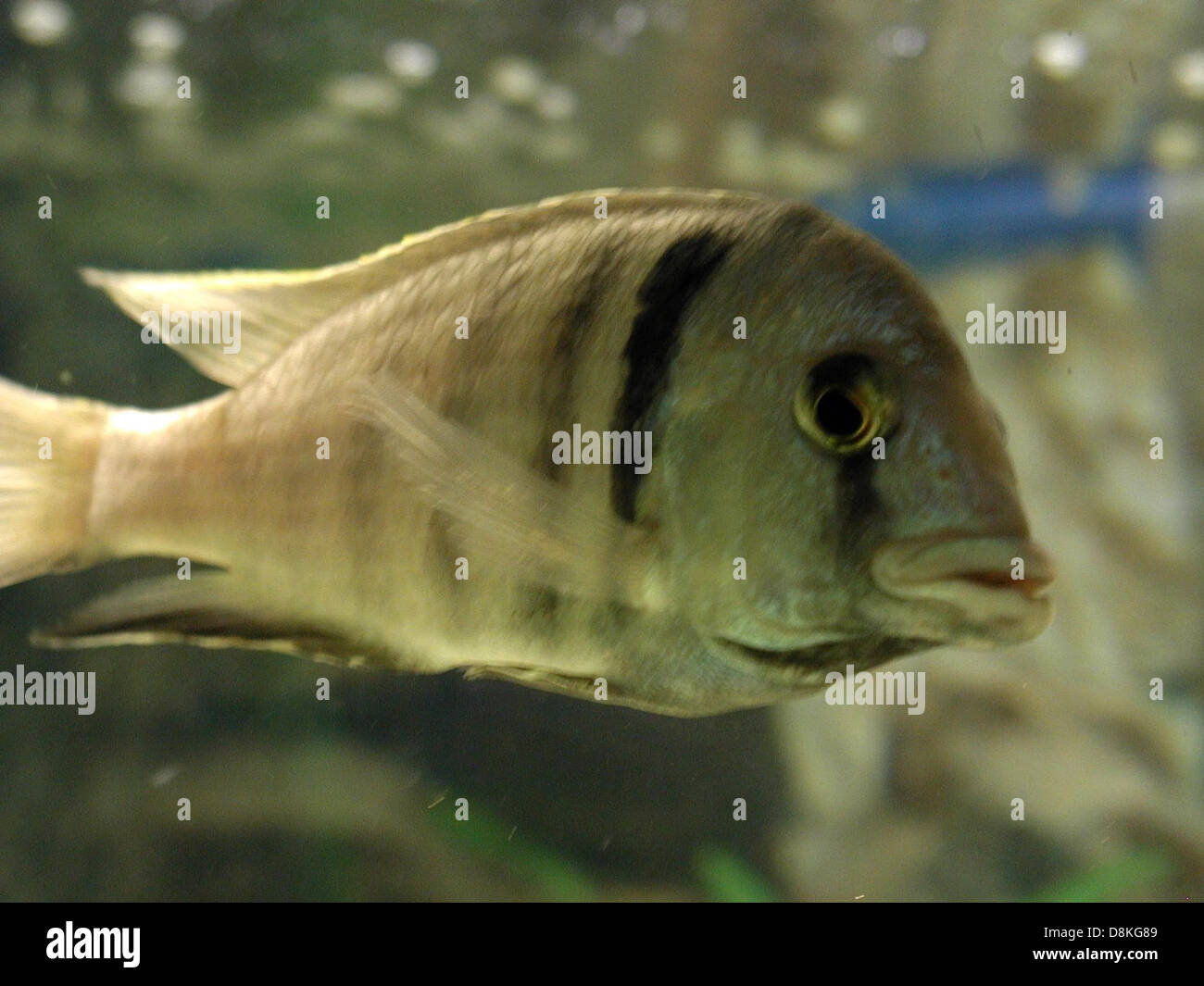 Under the sea fish underwater life Stock Photo - Alamy